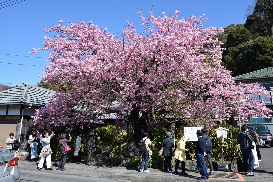 河津さくら: JI2SVL