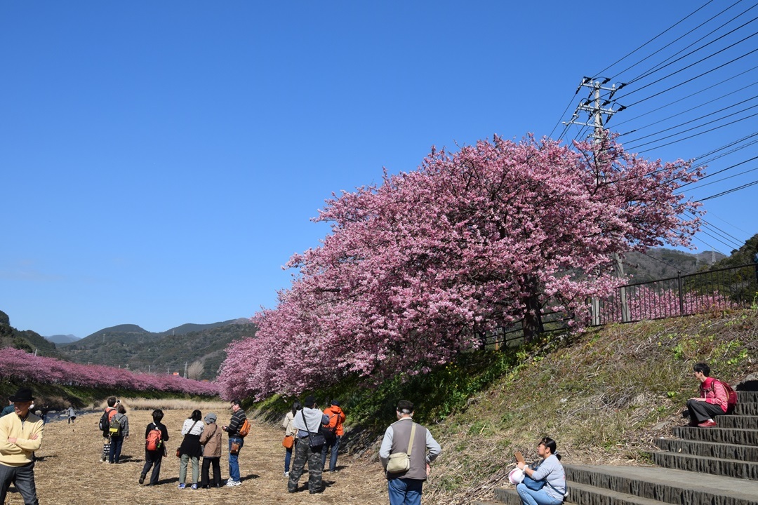 河津さくら: JI2SVL