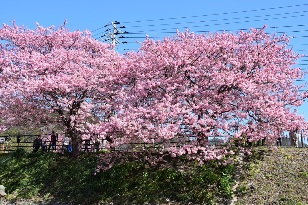 河津さくら: JI2SVL